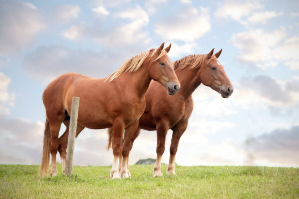 A Look at Some of the Most Common Red Horse Breeds - Helpful Horse Hints