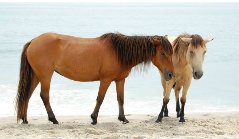 Dunskin Horse (Buckskin Dun) - Helpful Horse Hints