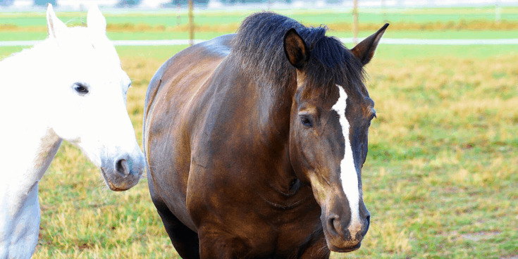 Bay Horse Color - Genetics, Shades, Breeds & Famous Bay Horses ...