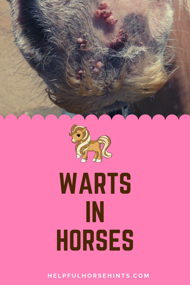 Warts in Young Horses - Helpful Horse Hints