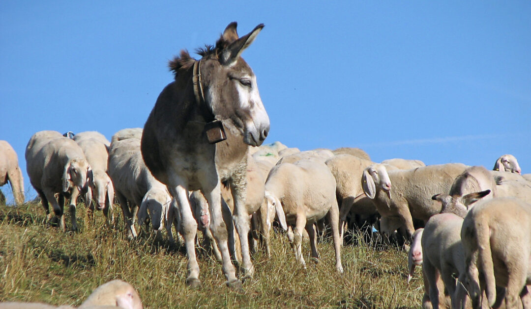 13 Reasons Why Your Ranch Needs a Guard Donkey - Helpful Horse Hints