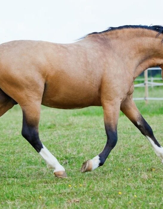 Horse Breeds Archives - Page 8 of 23 - Helpful Horse Hints