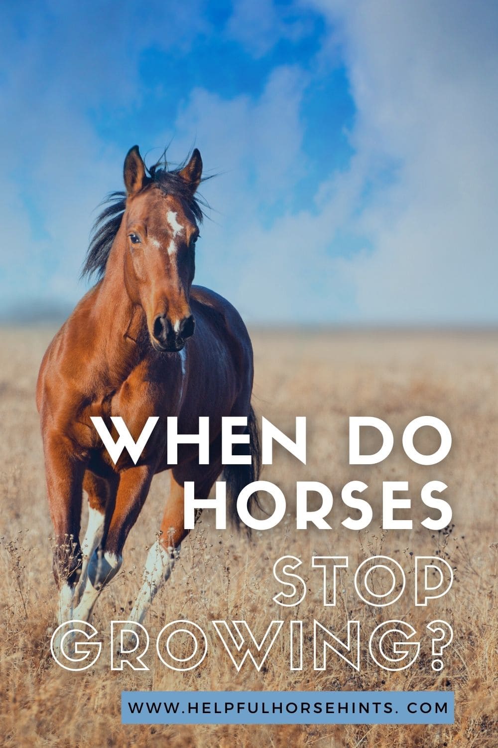 When Do Horses Stop Growing? - Helpful Horse Hints