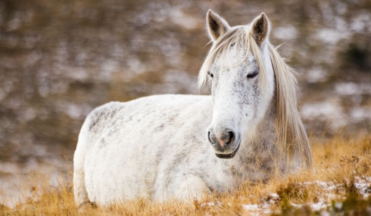 Ultimate List of White Horse Breeds - Helpful Horse Hints