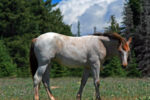 Roan Horses - Colors, Genetics & Breeds - Helpful Horse Hints