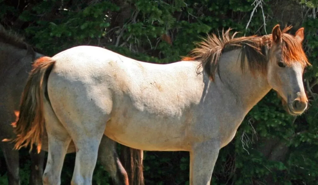 Roan Horses - Colors, Genetics & Breeds - Helpful Horse Hints