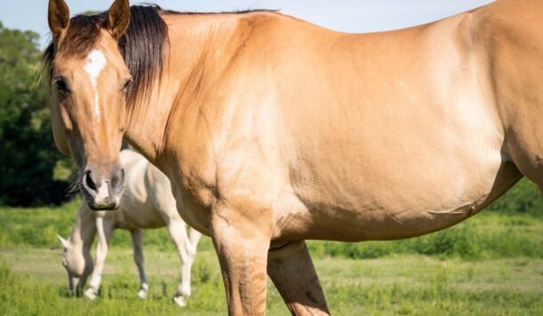 Dunskin Horse (Buckskin Dun) - Helpful Horse Hints