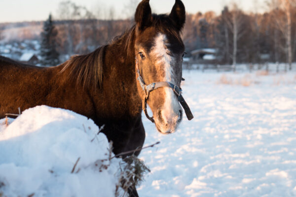 Do Horses Get Cold? How to Know When to Blanket - Helpful Horse Hints