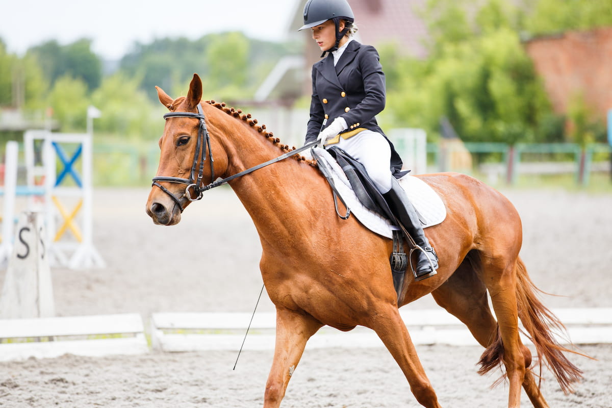 Guide to Dressage Riding: Simple Explanations for a Complex Sport ...