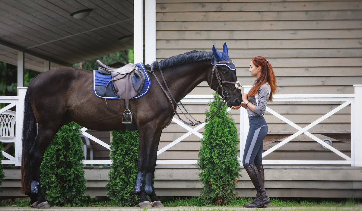 The Hanoverian Horse Breed Profile - Helpful Horse Hints