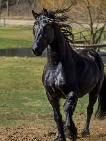 Camarillo White Horse Breed Profile - Helpful Horse Hints