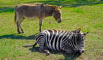 Are Zebras Donkeys? - Helpful Horse Hints