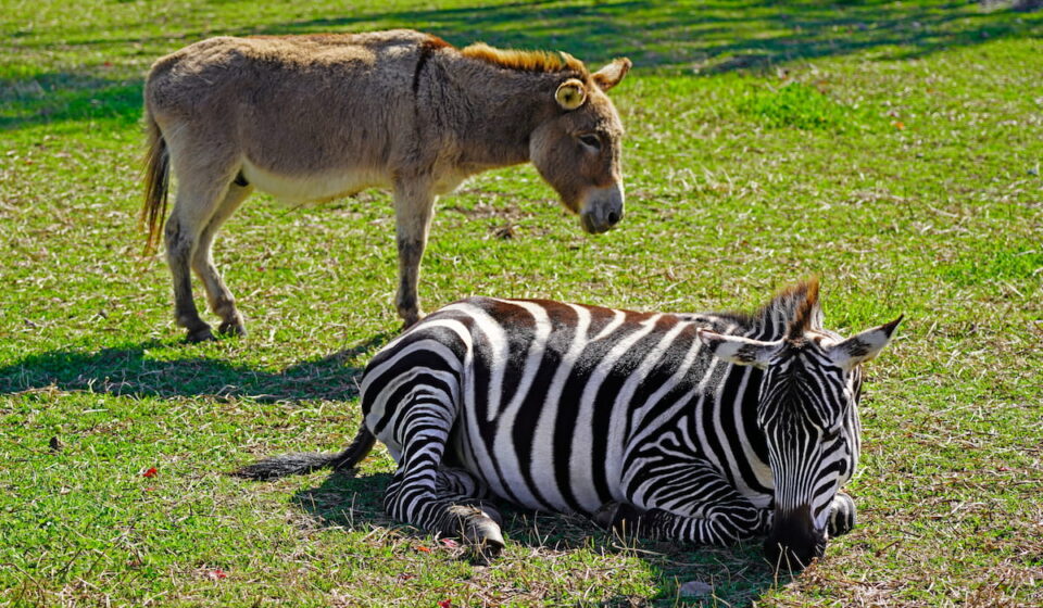 Are Zebras Donkeys? - Helpful Horse Hints