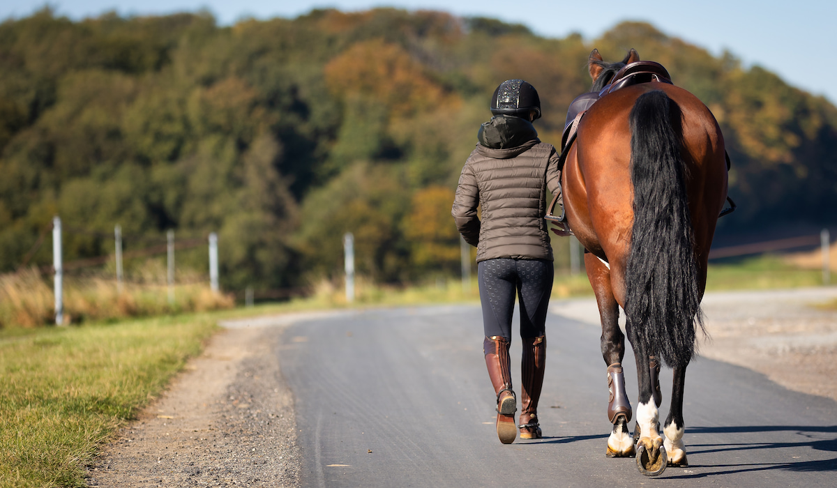 15 Best Riding Horses for Beginners (with Photos) - Helpful Horse Hints