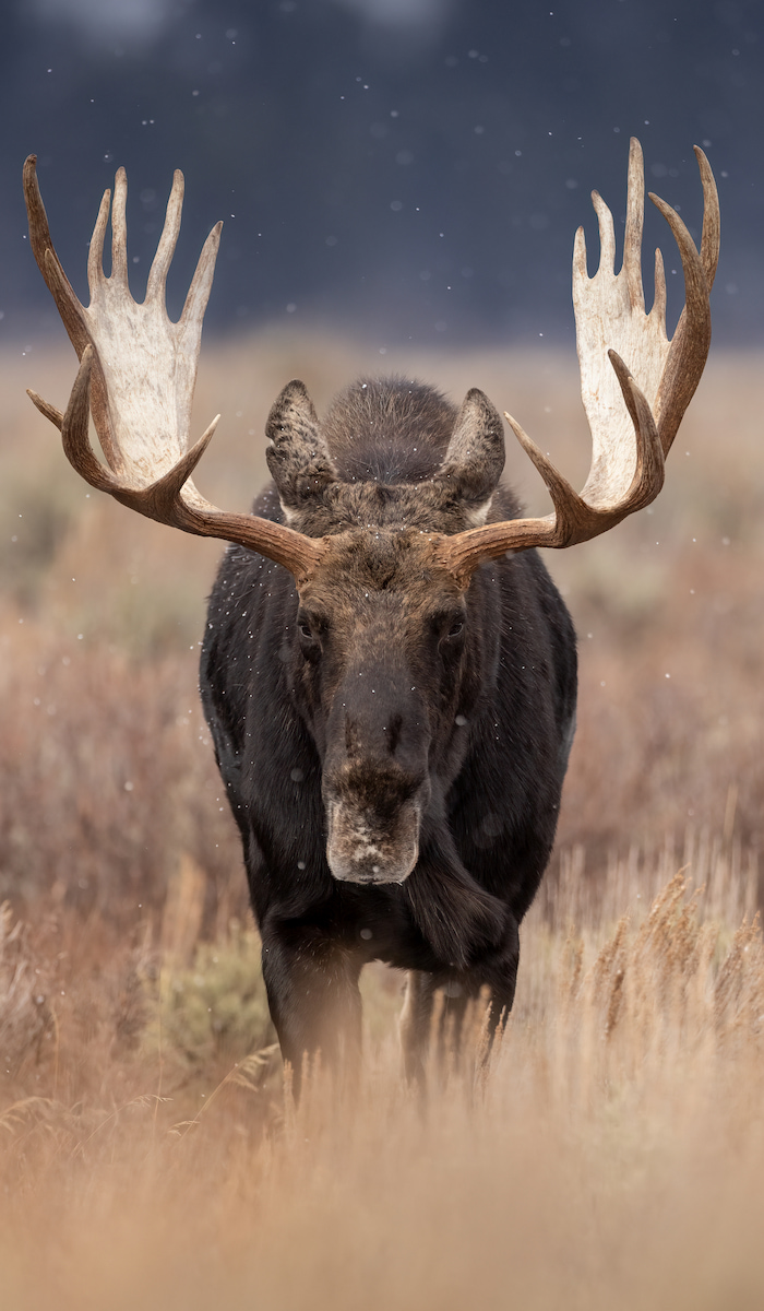 Moose Front View