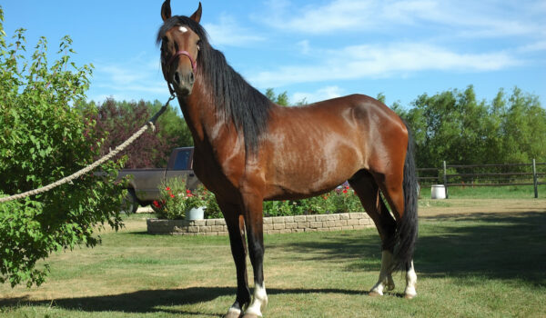 Peruvian Paso Breed Profile - Helpful Horse Hints