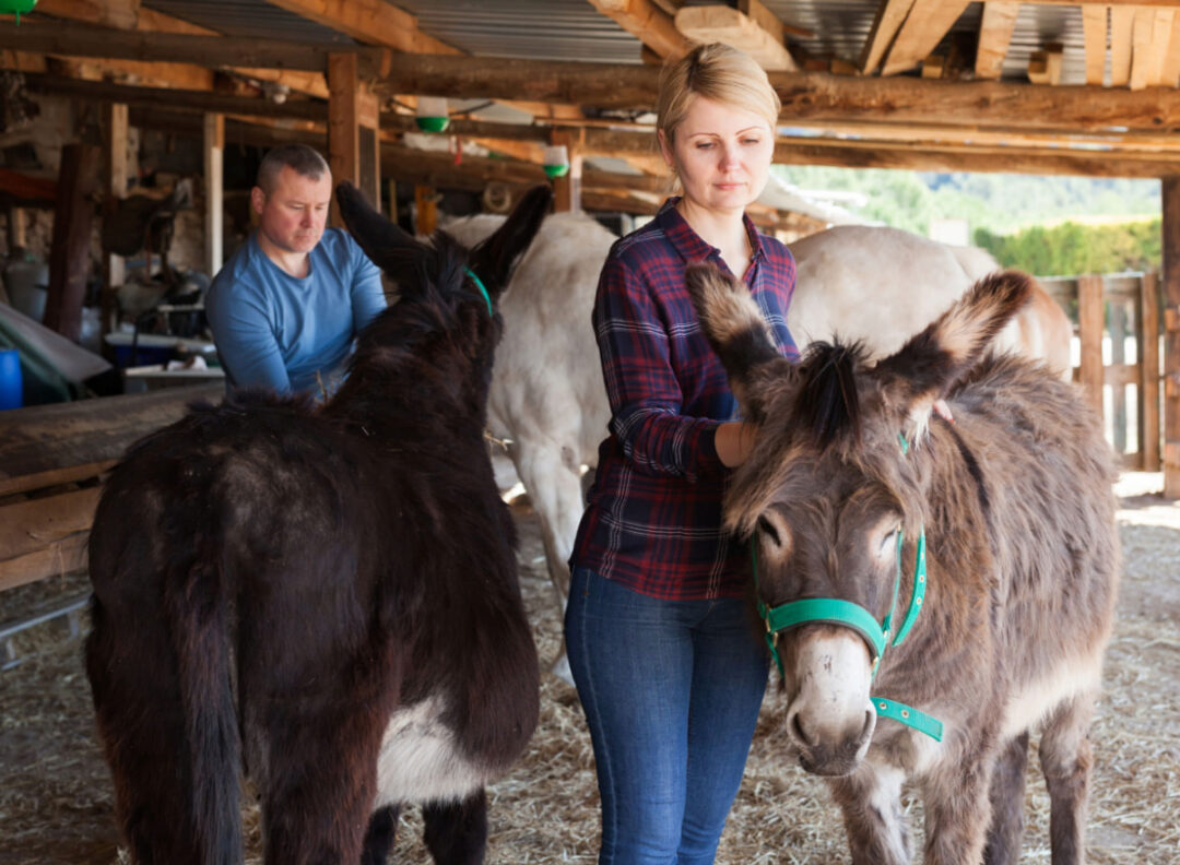 Ultimate Guide to Owning a Pet Donkey - Helpful Horse Hints