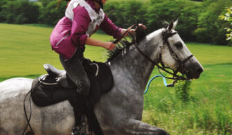 Grey Horse Breeds - Helpful Horse Hints