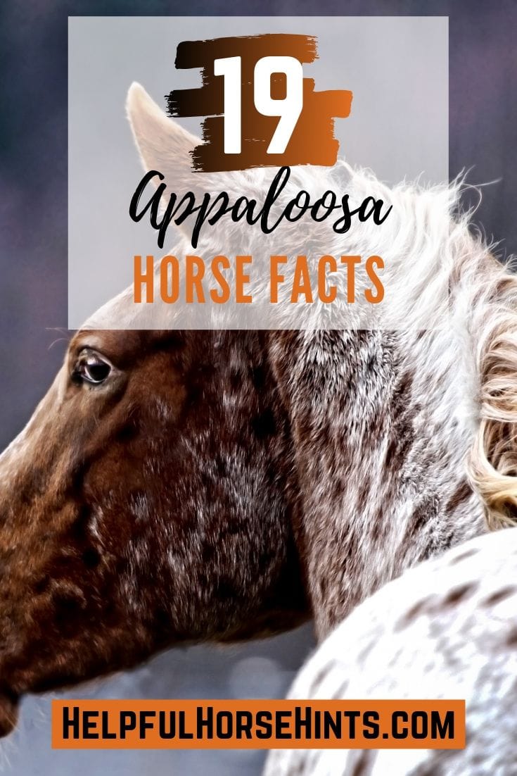 19 Appaloosa Horse Facts You Didn't Know - Helpful Horse Hints
