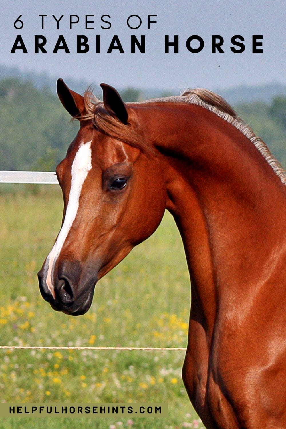 6 Main Types of Purebred Arabian Horses - Helpful Horse Hints