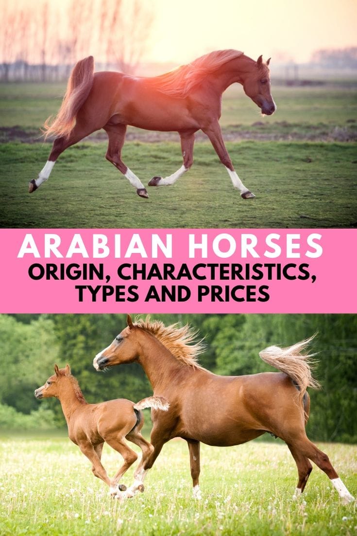 Arabian Horse: Origin, Characteristics, Types and Prices - Helpful ...