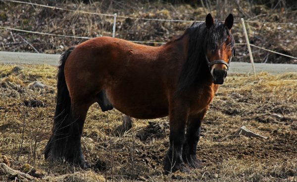 15 Fun Facts About the Ardennes Horse - Helpful Horse Hints