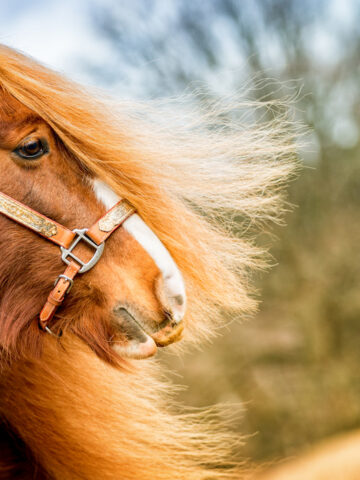 Hancock Horses: A Look at A Historic Line of Ranch Horses - Helpful ...