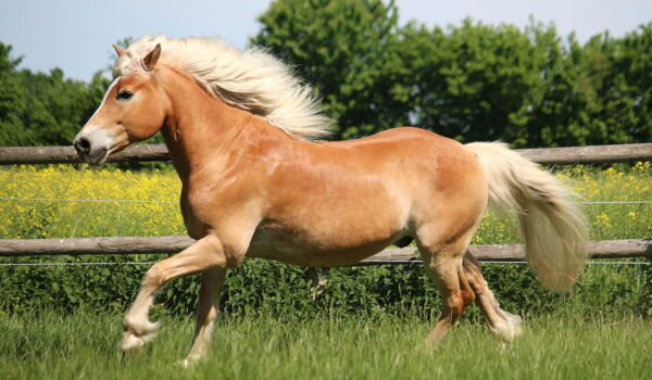 Haflinger Horse Breed Profile - Color, Temperament & Price - Helpful ...