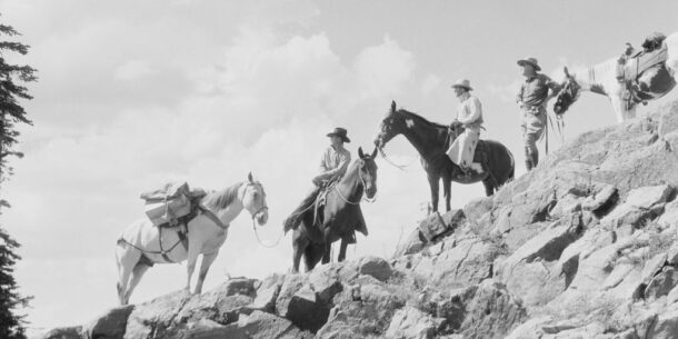 Modern Day Working Horses & The Jobs They Hold - Helpful Horse Hints