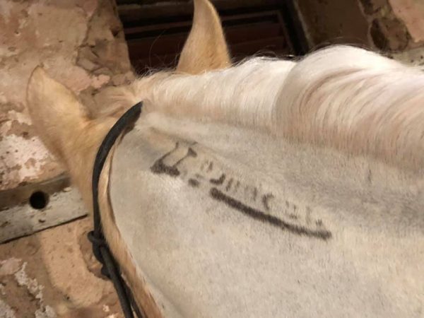 Decoding A Mustang Horse Brand - Helpful Horse Hints