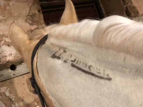 Decoding A Mustang Horse Brand - Helpful Horse Hints