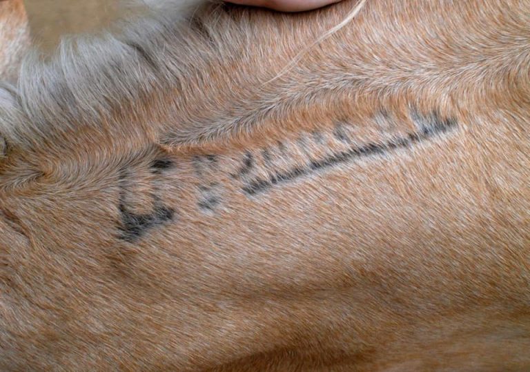 Decoding A Mustang Horse Brand - Helpful Horse Hints