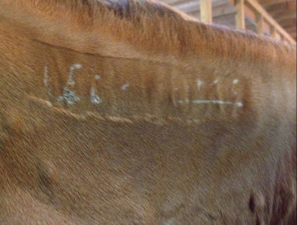 Decoding A Mustang Horse Brand - Helpful Horse Hints