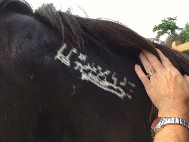 Decoding A Mustang Horse Brand - Helpful Horse Hints