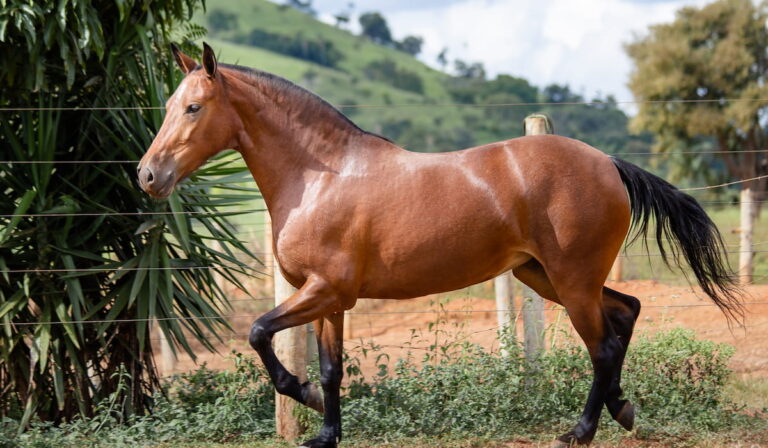 Bay Horse Color - Genetics, Shades, Breeds & Famous Bay Horses ...