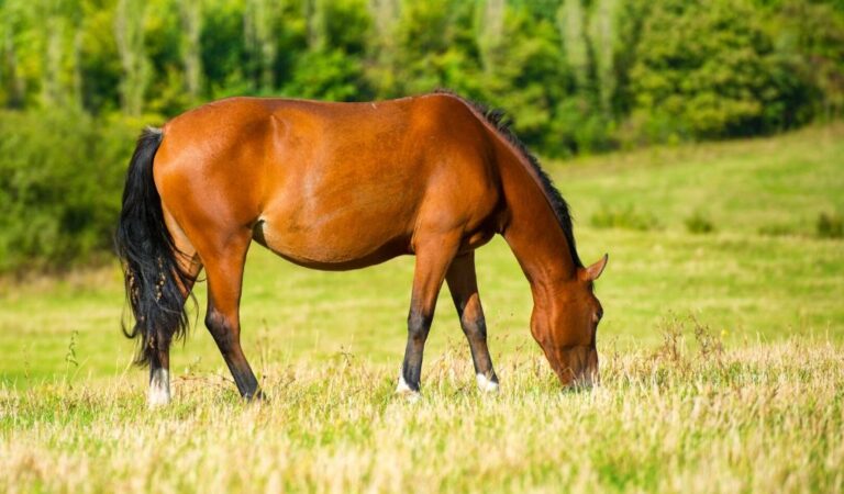 Bay Horse Color - Genetics, Shades, Breeds & Famous Bay Horses ...
