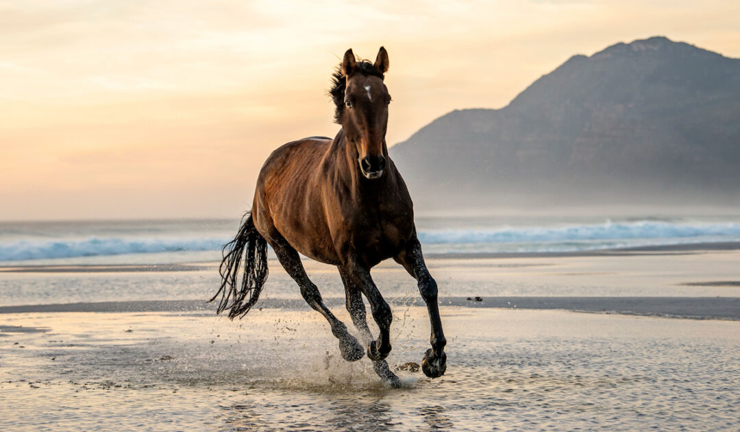 Blood Bay Horses - Helpful Horse Hints
