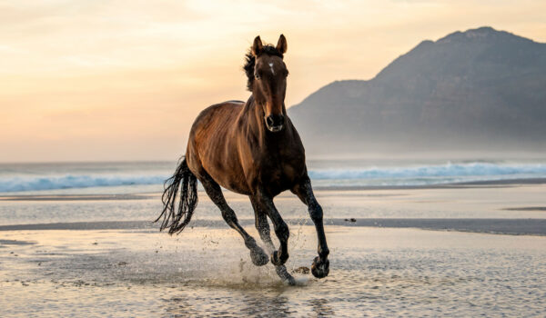 Blood Bay Horses - Helpful Horse Hints