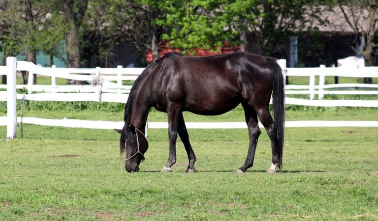 Bay Horse Color - Genetics, Shades, Breeds & Famous Bay Horses ...