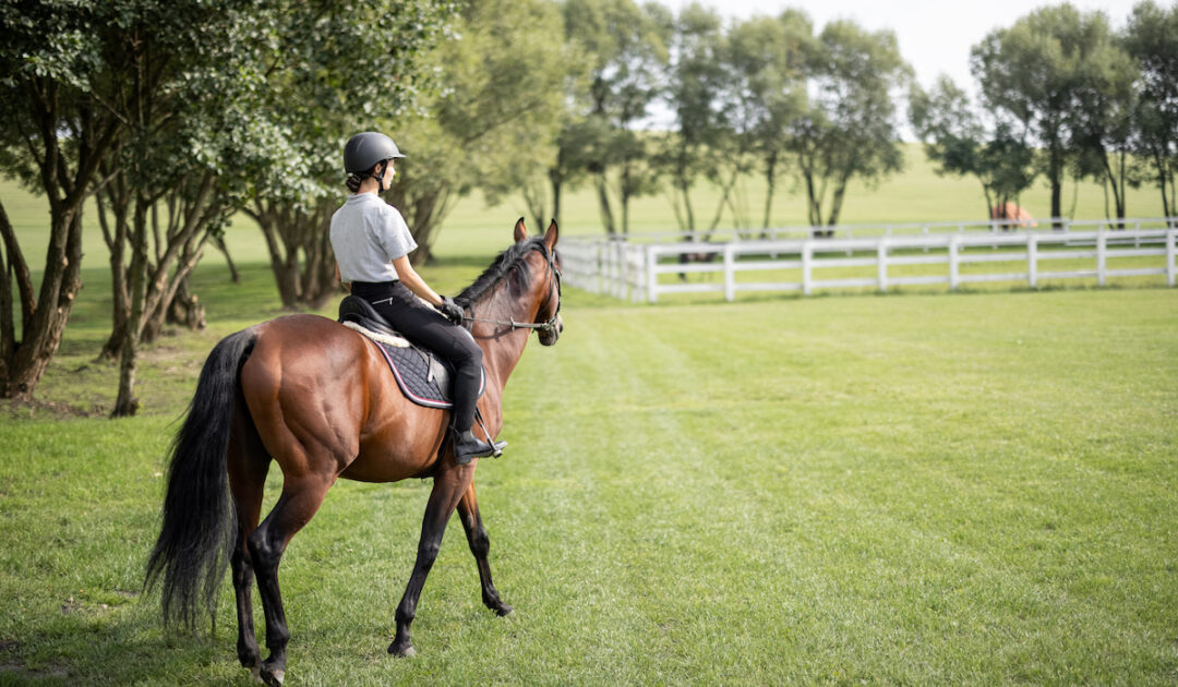 What Does OTTB Mean in the Horse World? - Helpful Horse Hints