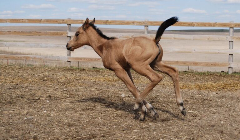 12 Fun Facts About Filly Horses - Helpful Horse Hints