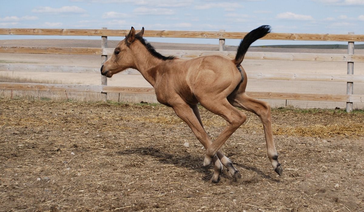 12 Fun Facts About Filly Horses - Helpful Horse Hints