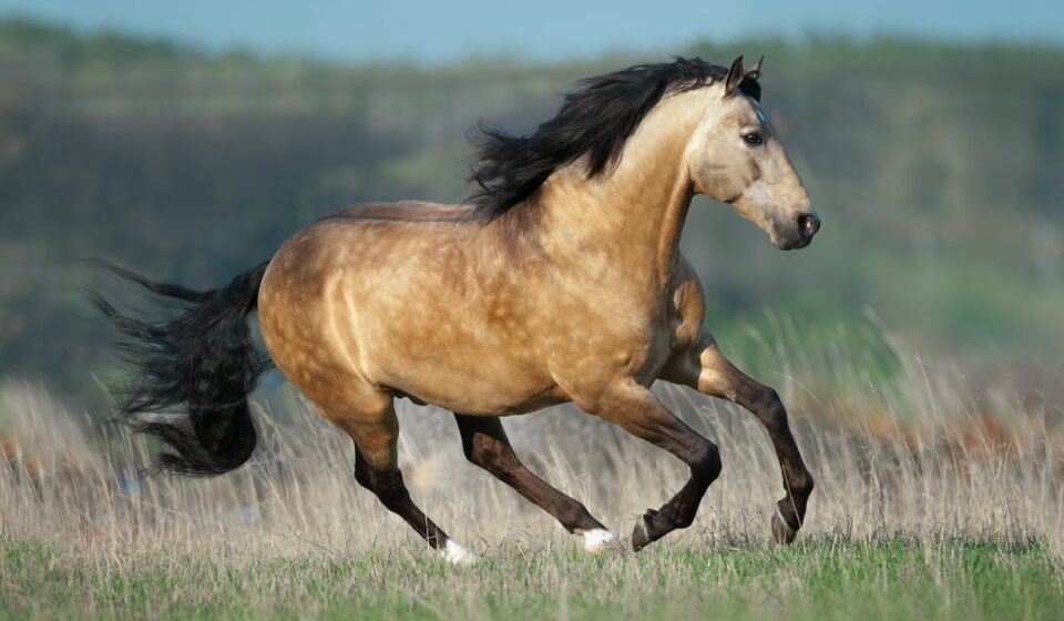 Buckskin Horse Color - Origin, Genetics, and Variations - Helpful Horse ...