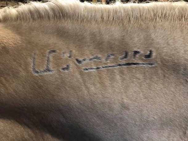 Decoding A Mustang Horse Brand - Helpful Horse Hints