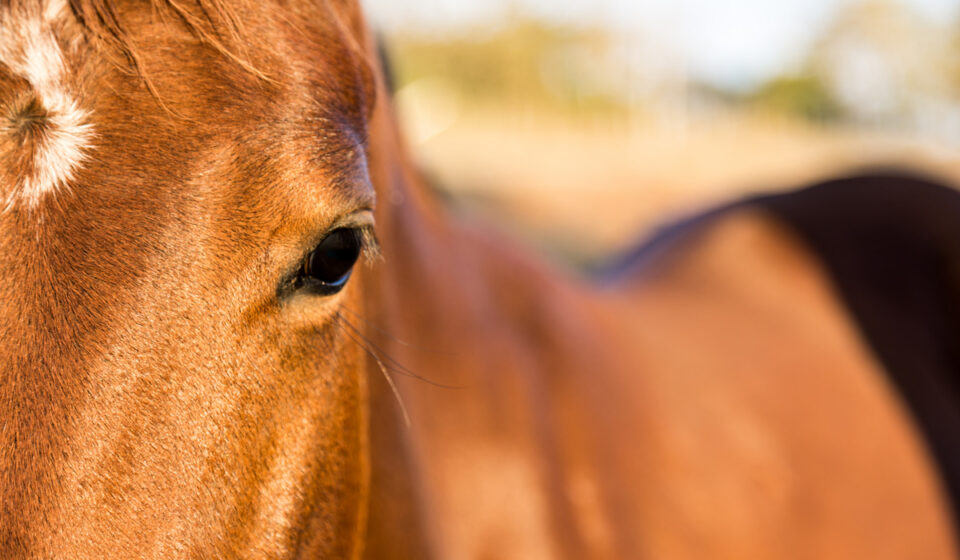 Temperament of the American Quarter Horse - A Detailed Look - Helpful ...