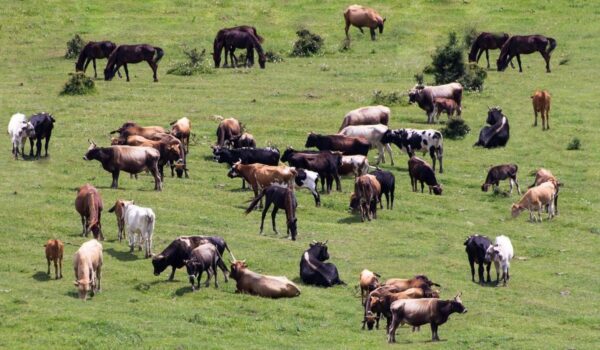 Cow vs. Horse - Helpful Horse Hints