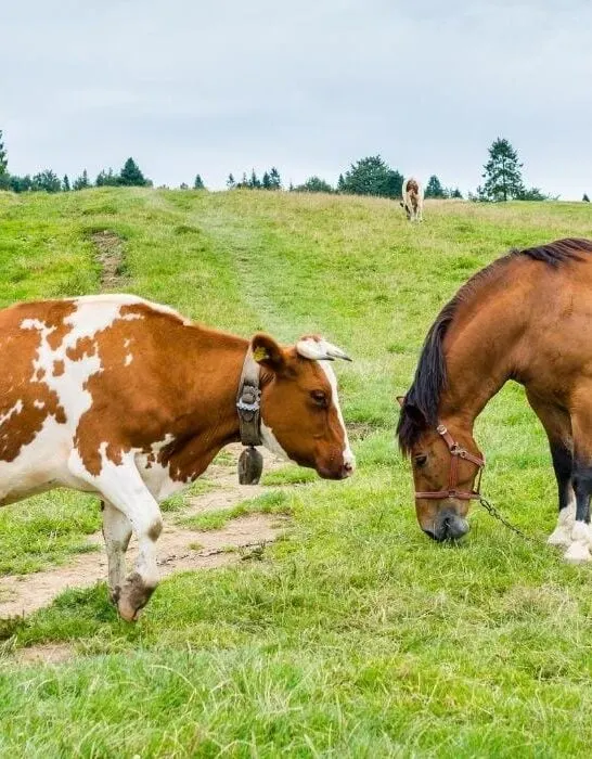 Uncategorized Archives - Page 12 of 13 - Helpful Horse Hints