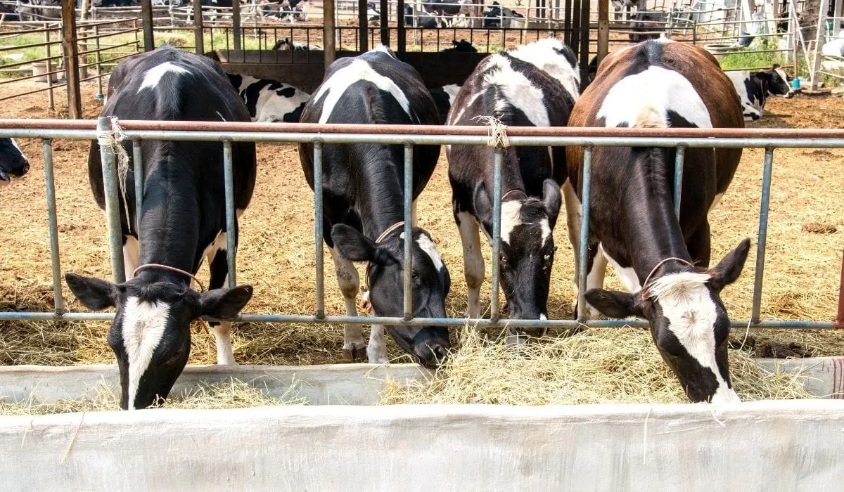 Cow vs. Horse - Helpful Horse Hints