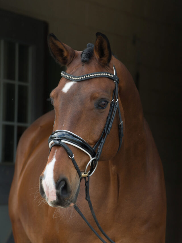 5 Compelling Reasons to Use an Eggbutt Snaffle - Helpful Horse Hints