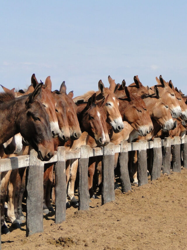 Can Mules Reproduce? History Says Yes! - Helpful Horse Hints
